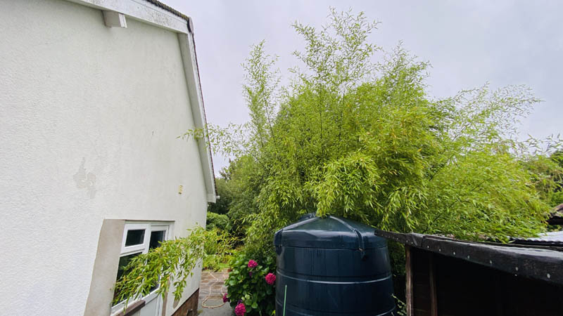 Removal Of Bamboo Causing Damage At This Dorset Home